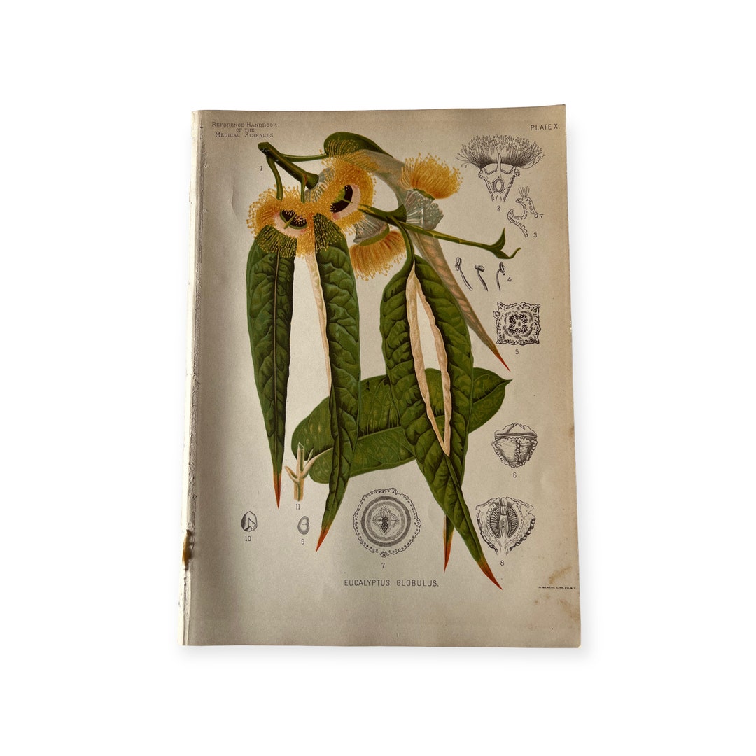 1886 Eucalyptus Globulus Botanical Lithograph. Medicinal Quality Flower ...