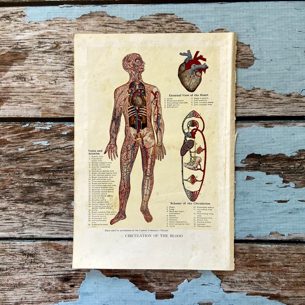 Circulatory System Poster - Etsy