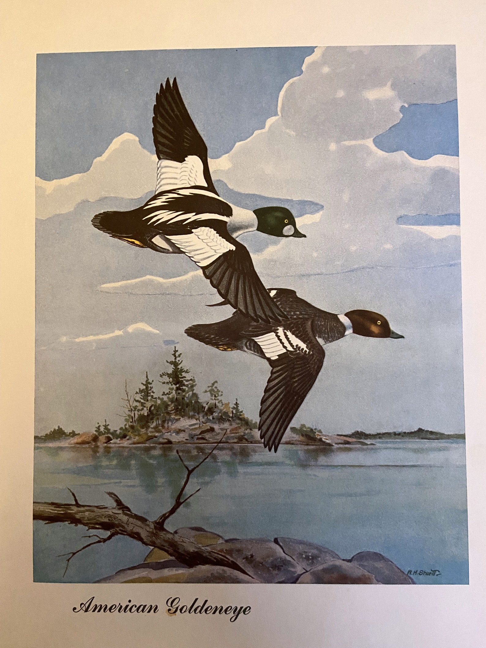 AMERICAN GOLDENEYE Duck Print. Vintage Sports Afield Ducks & - Etsy