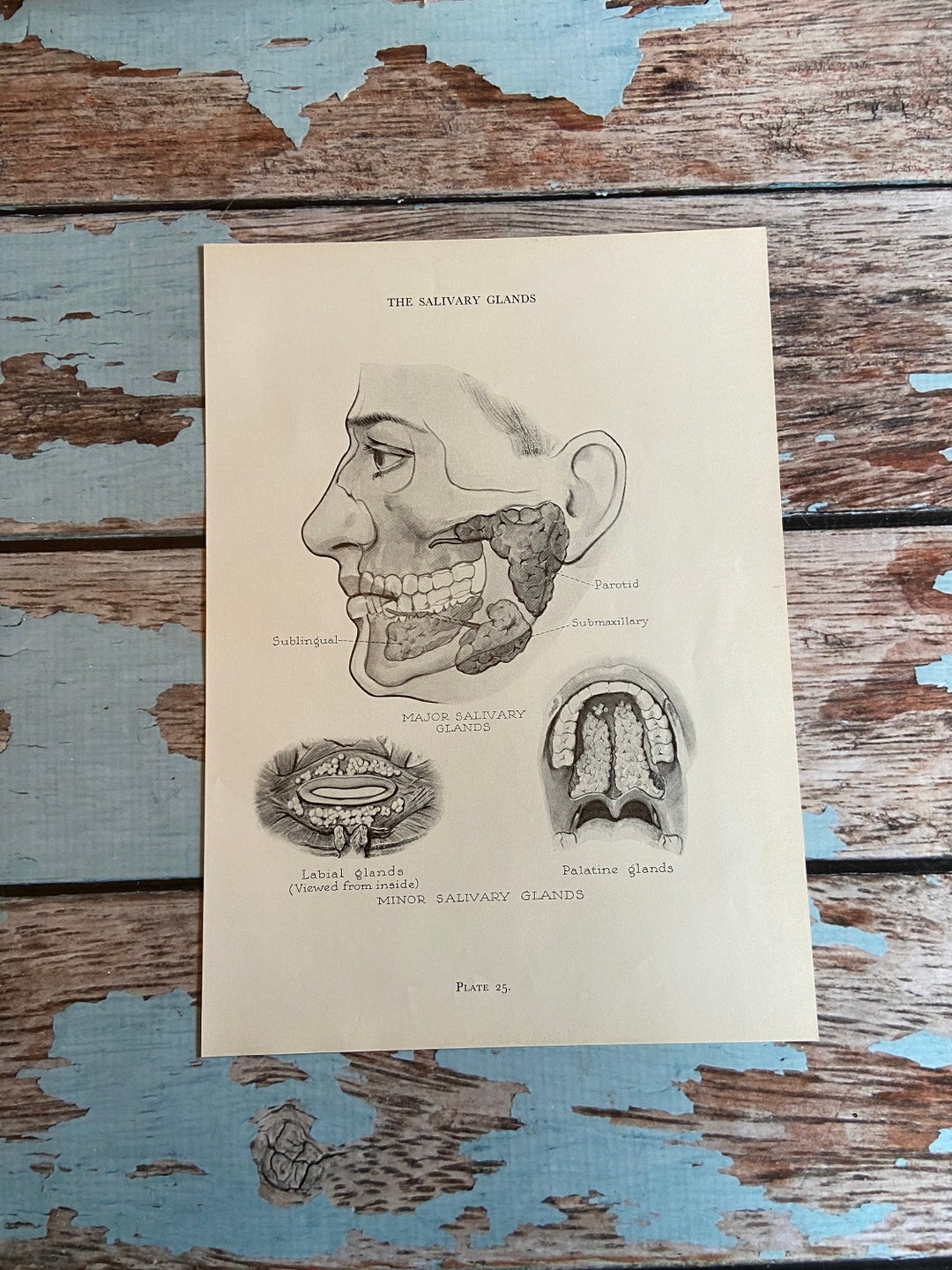 Vintage TEETH MOUTH Medical Print. Black & White Lithograph to - Etsy