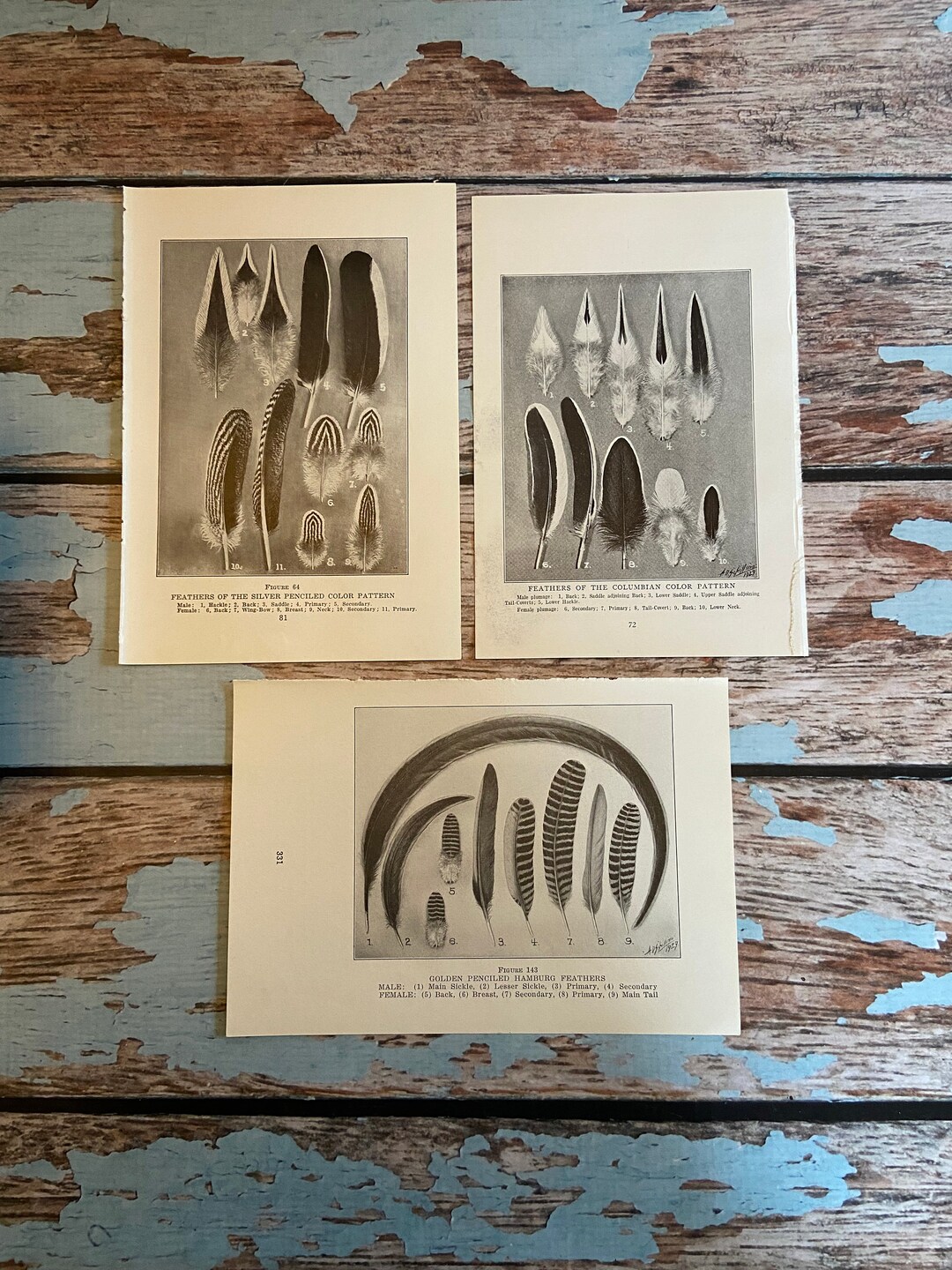 Vintage FEATHER PRINTS. Fits 5x7 Frame. Beautiful Lithographs From 1920 ...