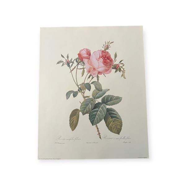 Botanical Rose Print - Etsy