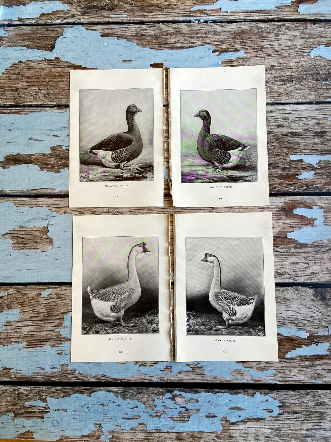 Vintage GOOSE PRINTS. Fits 5x7 Frame. Beautiful Lithographs From 1920 ...
