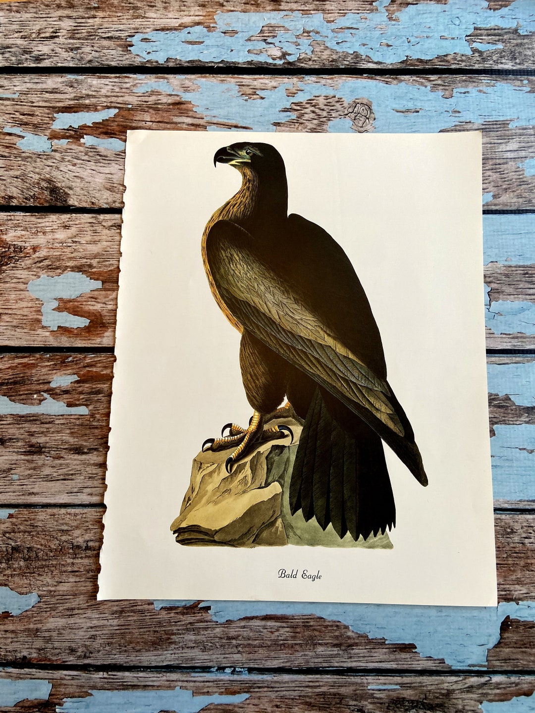 BALD EAGLE Vintage Audubon Birds of America Print. 1978 Large Poster ...