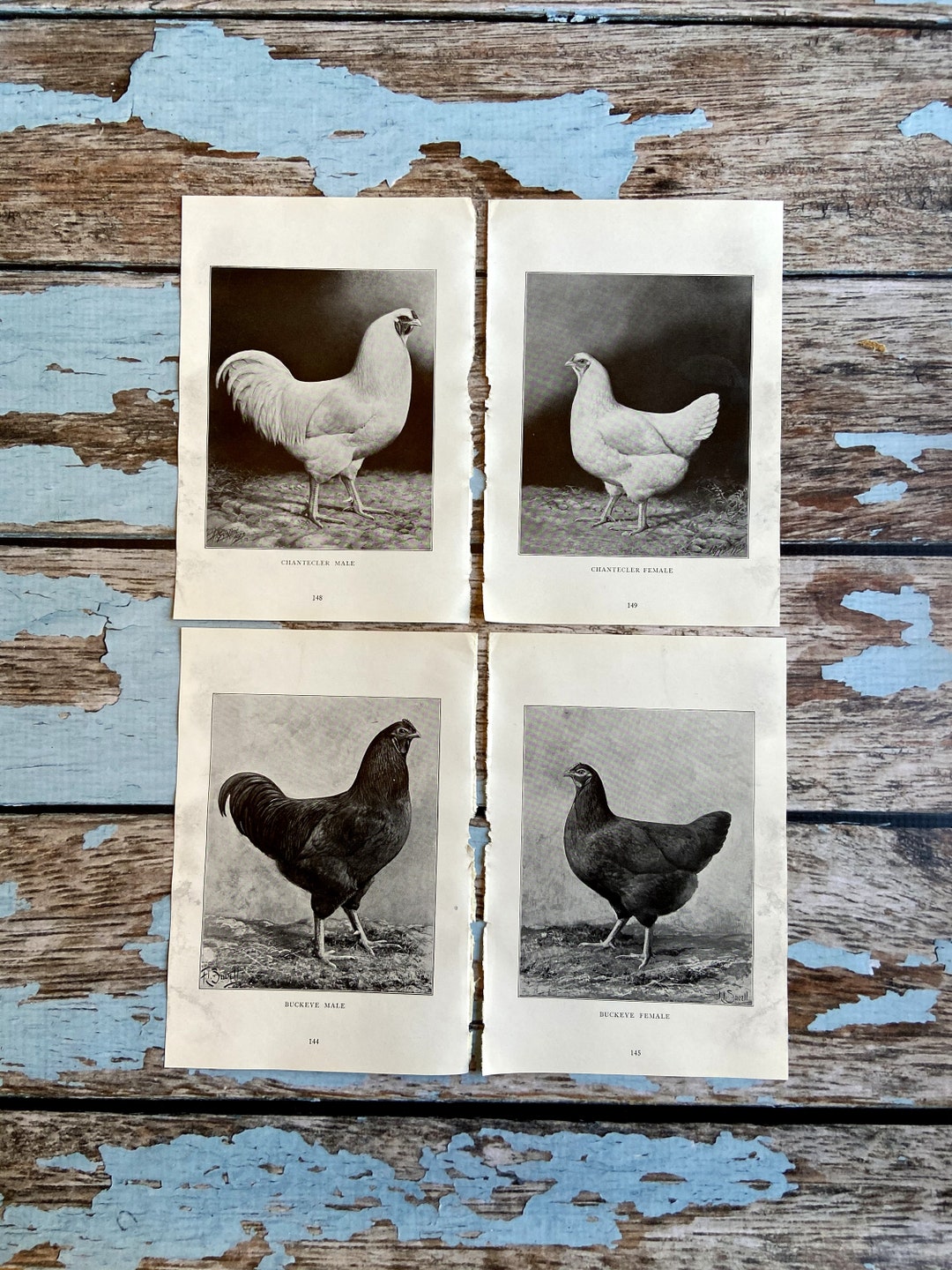Vintage CHICKEN PRINTS. Fits 5x7 Frame. Beautiful Lithographs From 1920 ...