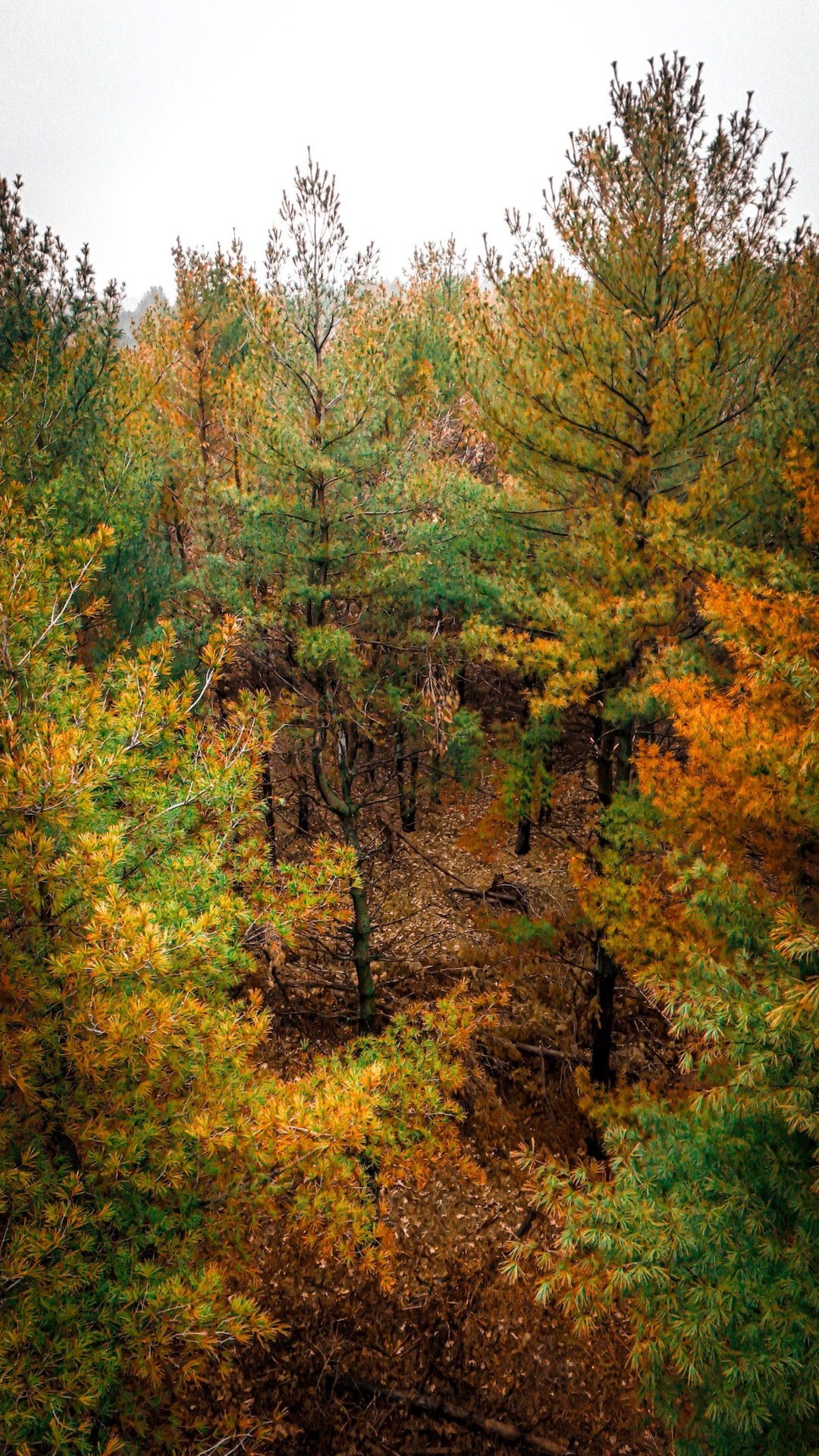 Fine Art Treeline Print - Blue and Yellow Sunset Picture Sunset Fine ...