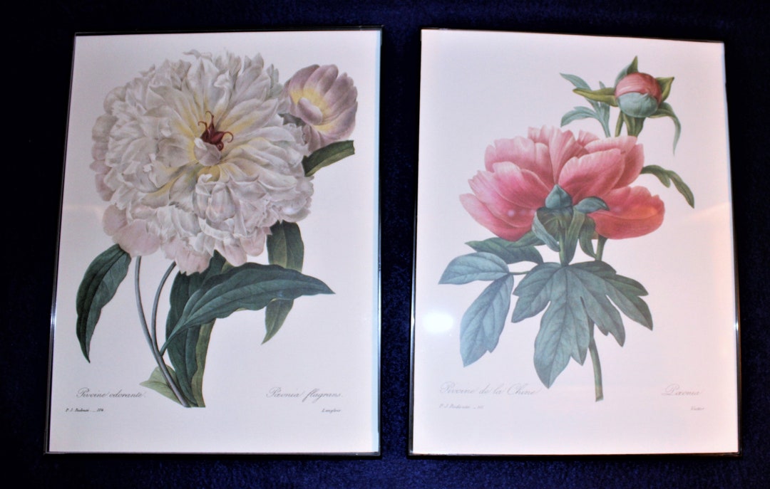 Vintage Botanical Color Plates Pair of Framed Floral - Etsy