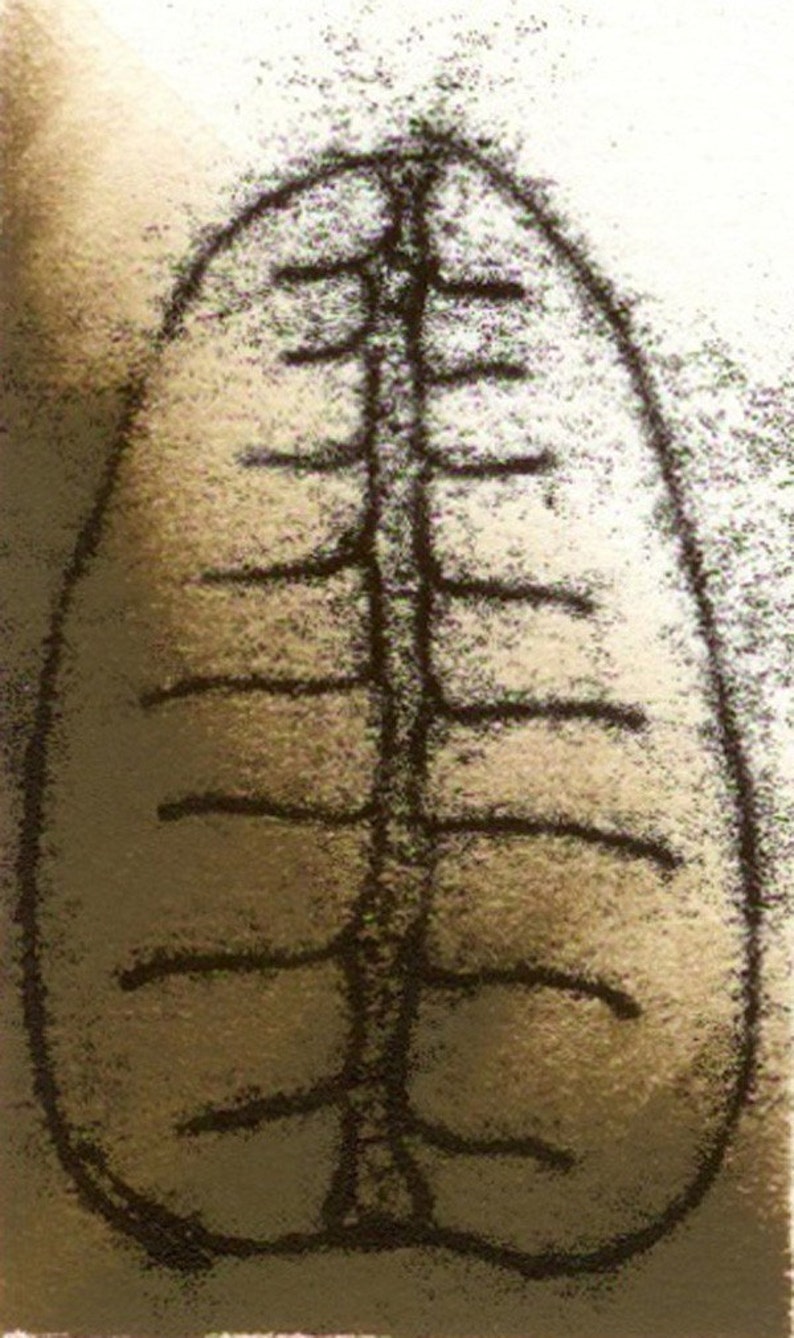 Sea Shell Monoprint- Cowrie Shell- Original Art- Numbered Print- 4 X 6 ...