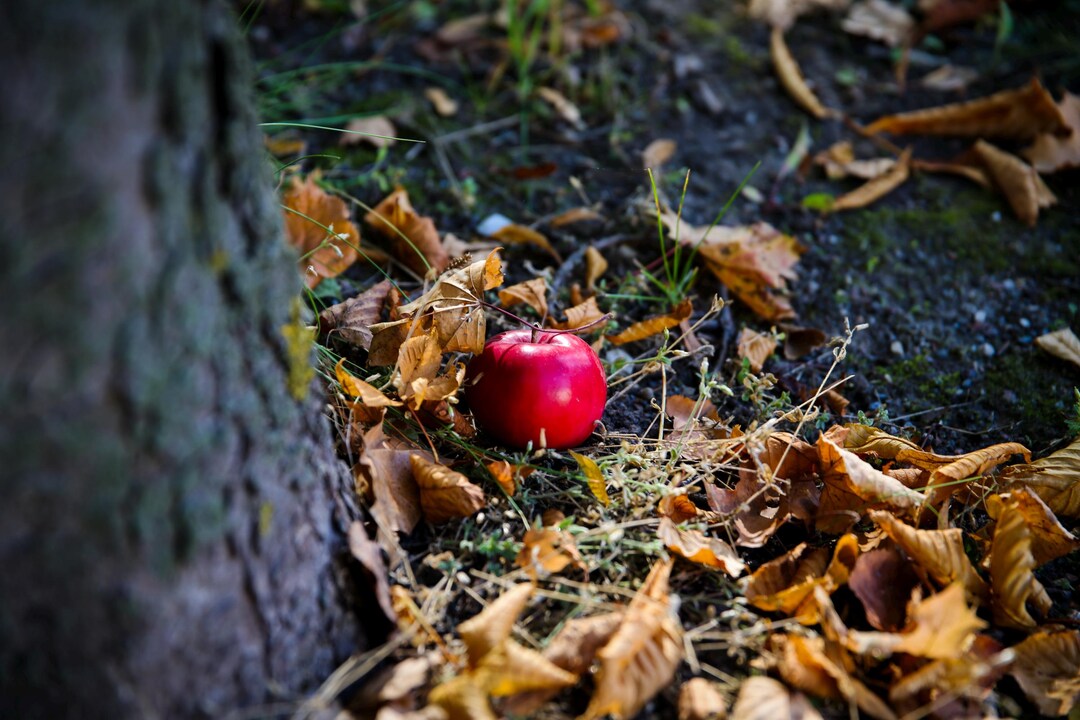 Fotokarte Apfel in Tartu Estland Estonia, Apple, Photocard, Postcard ...