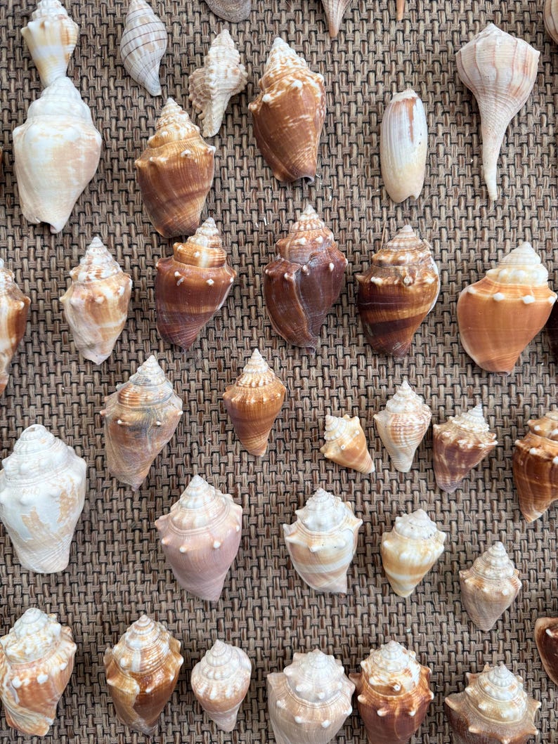 Sanibel Island Seashells - Etsy