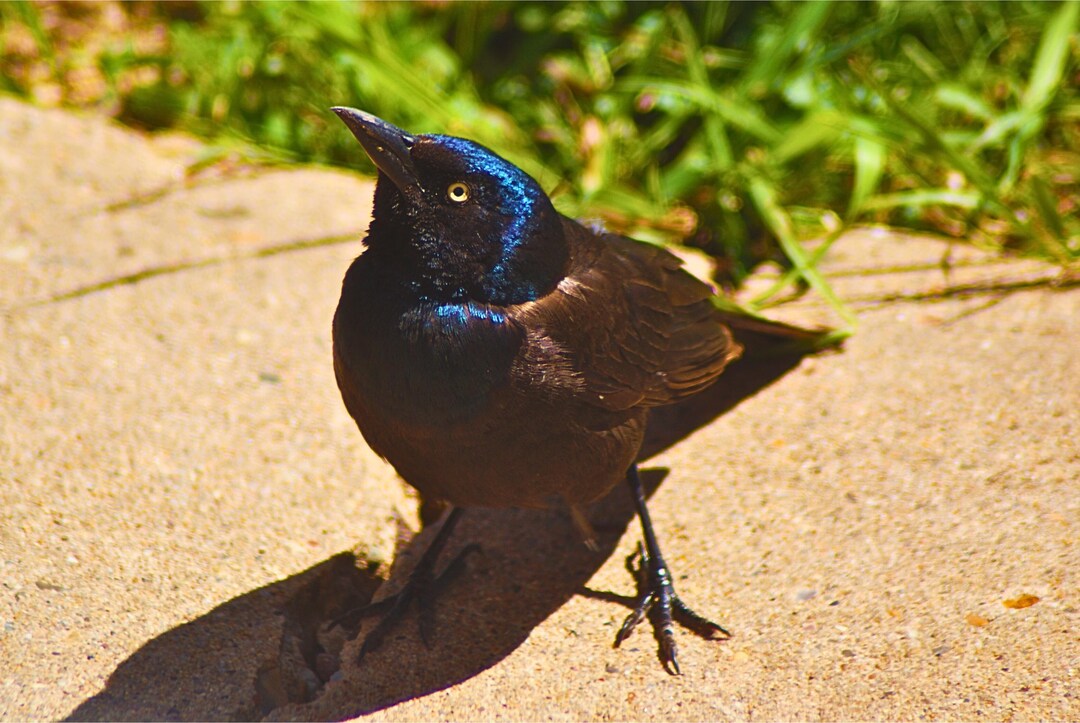 A Grackle Staring up at the Camera Photo Print, Birds, Nature Prints ...