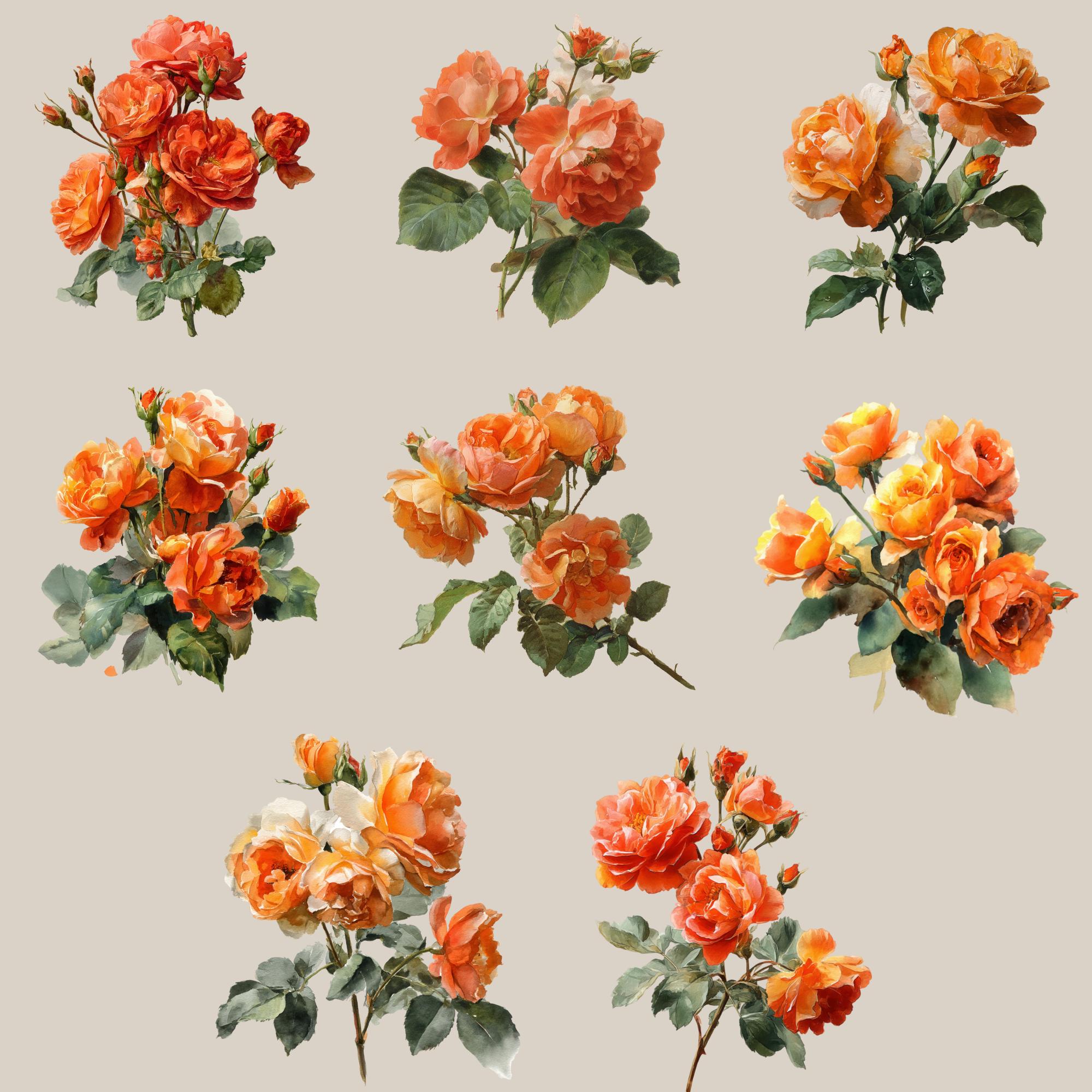 Orange Roses Watercolour Clipart PNG (digital Download) - Etsy