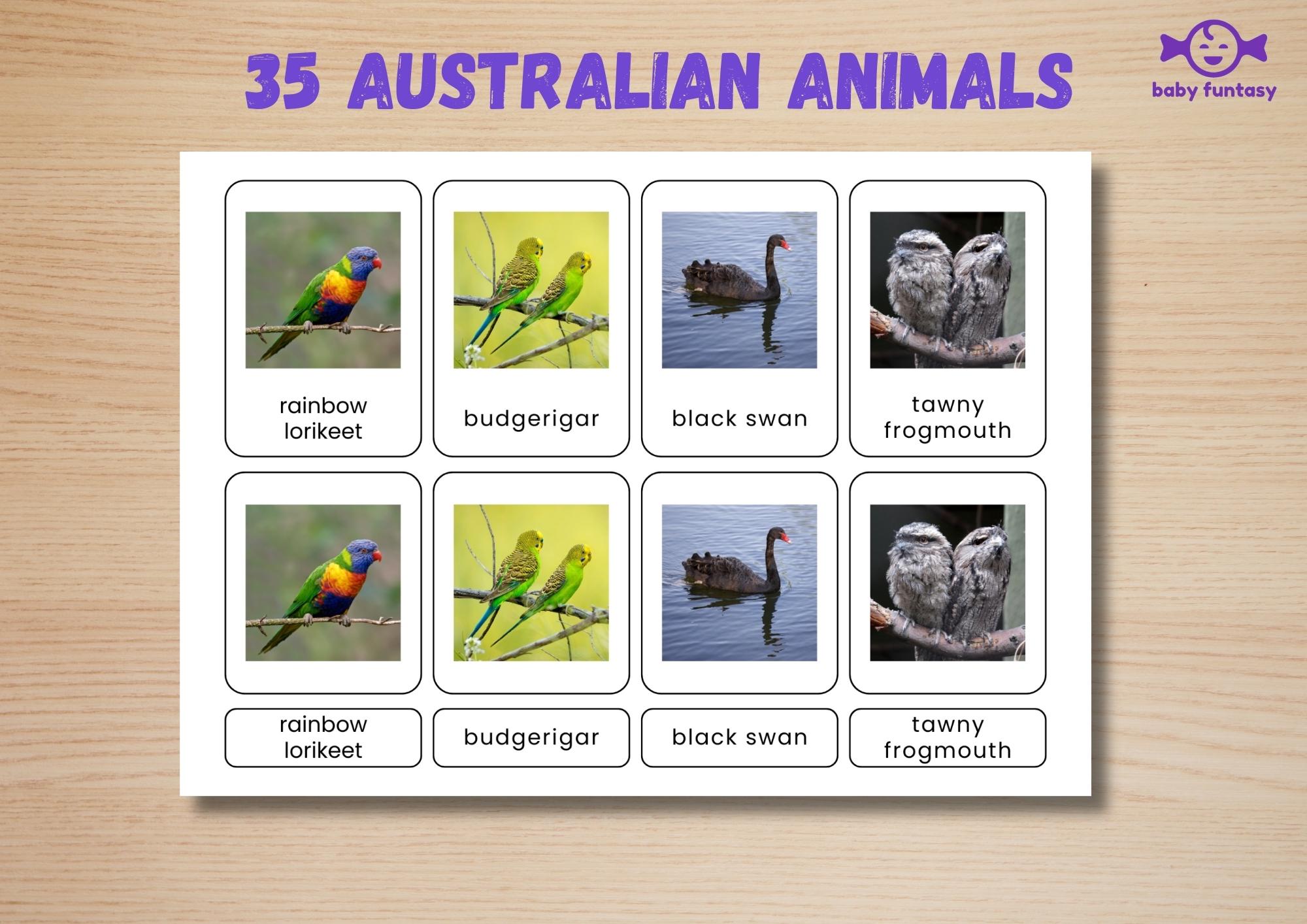 35 Australian Animal Flashcards | Real Photo Montessori Cards | Native ...