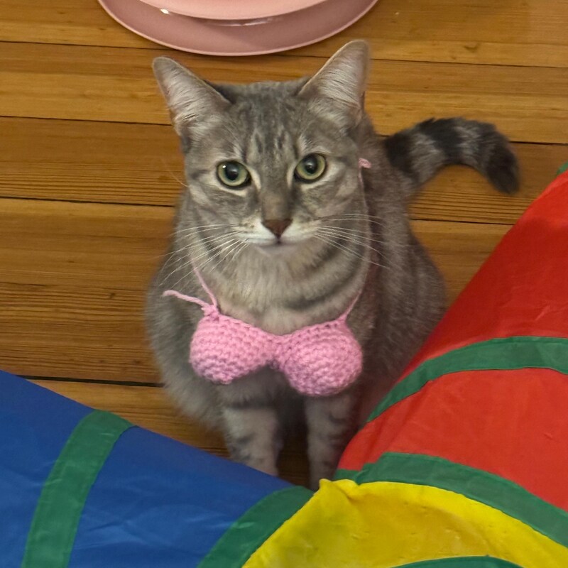 Cat Bra - Etsy