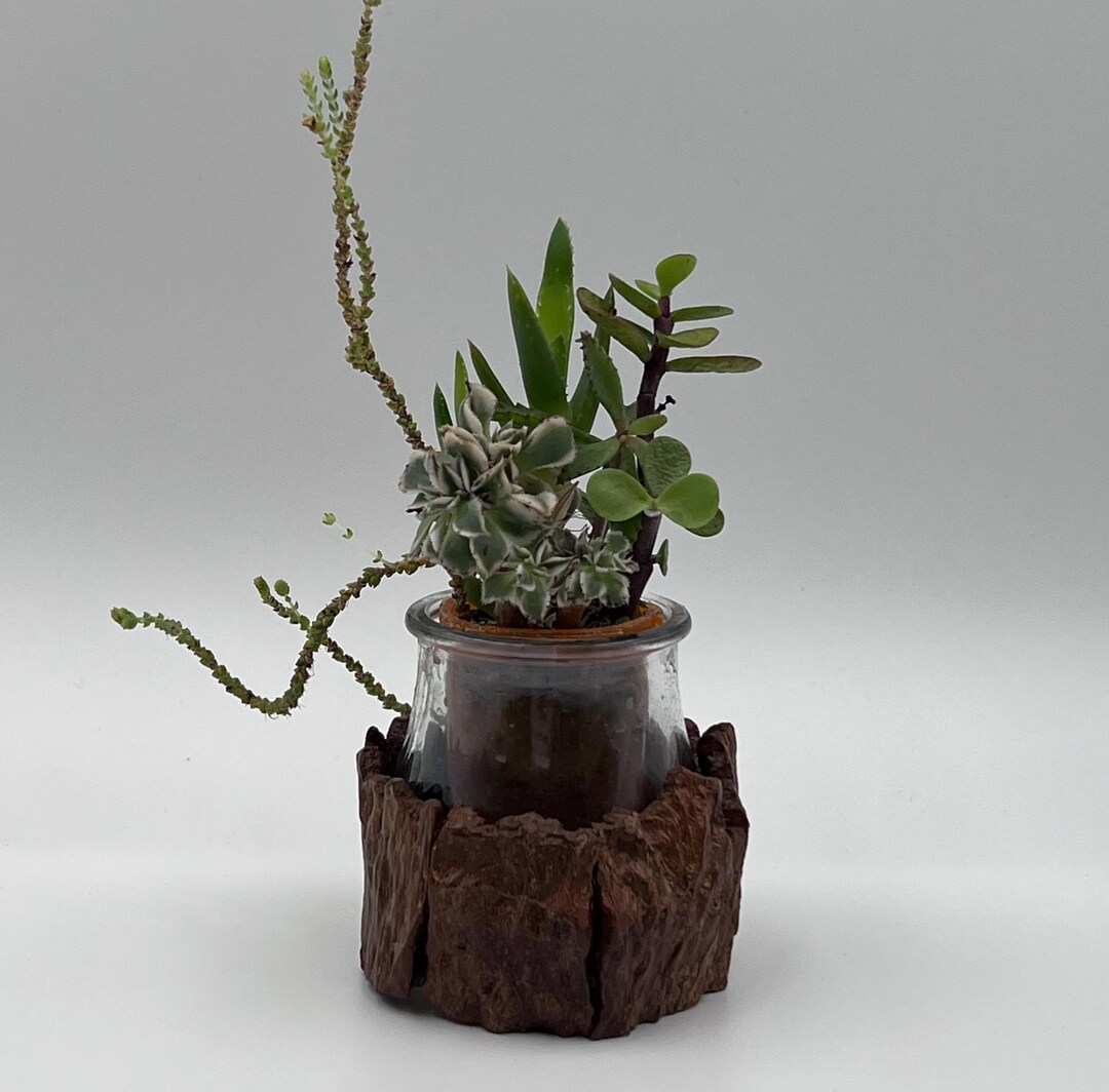 Upcycled Glass Jar Plant Pot With Wood Chip Half Stump Surround - Etsy