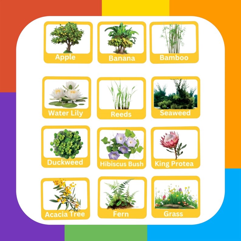 Montessori Sun Game Cards: Ecosystem & Food Chain (digital Download) - Etsy