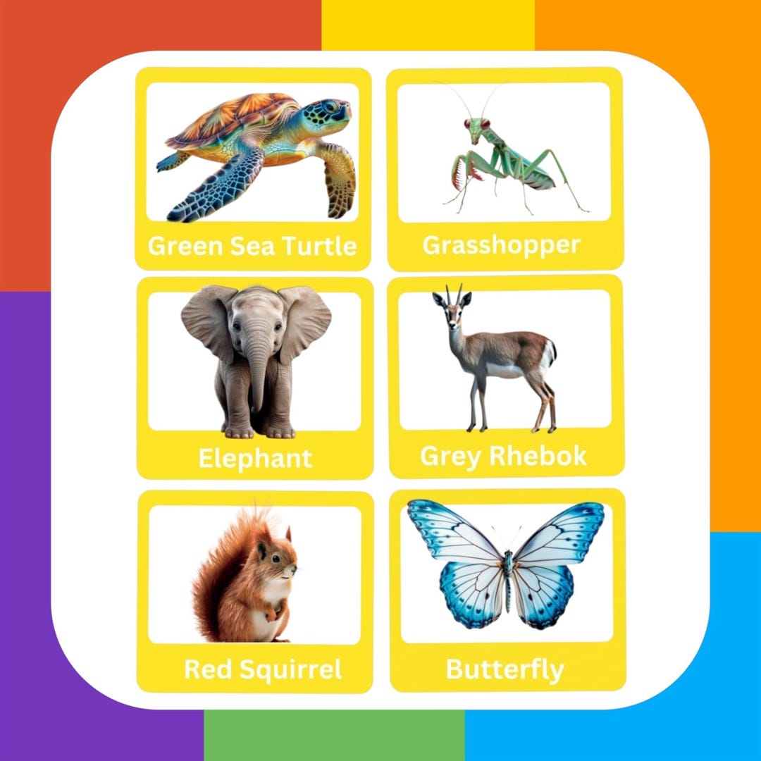 Montessori Sun Game Cards: Ecosystem & Food Chain (digital Download) - Etsy