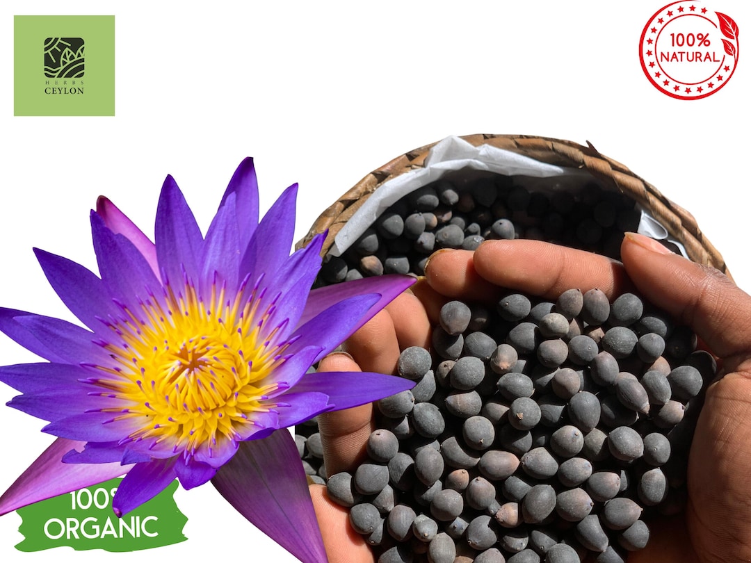 5 Blue Lotus Seeds, Rare Nymphaea Nouchali, Water Lilly Flower Seeds ...