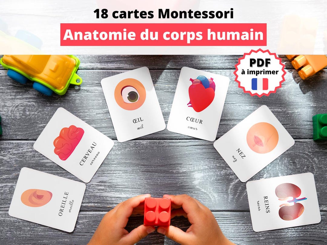 Printable Montessori Nomenclature | Human Body Anatomy | Printable ...