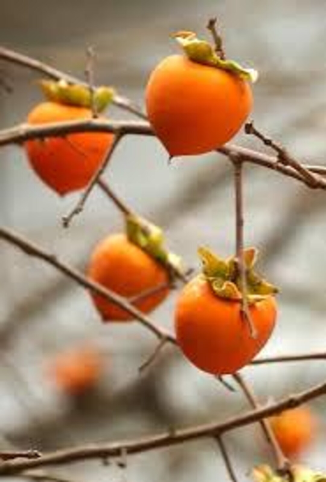 Free Shipping - Hachiya Persimmon Tree - 3 to 4ft Tall 1/2 Inch Trunk ...