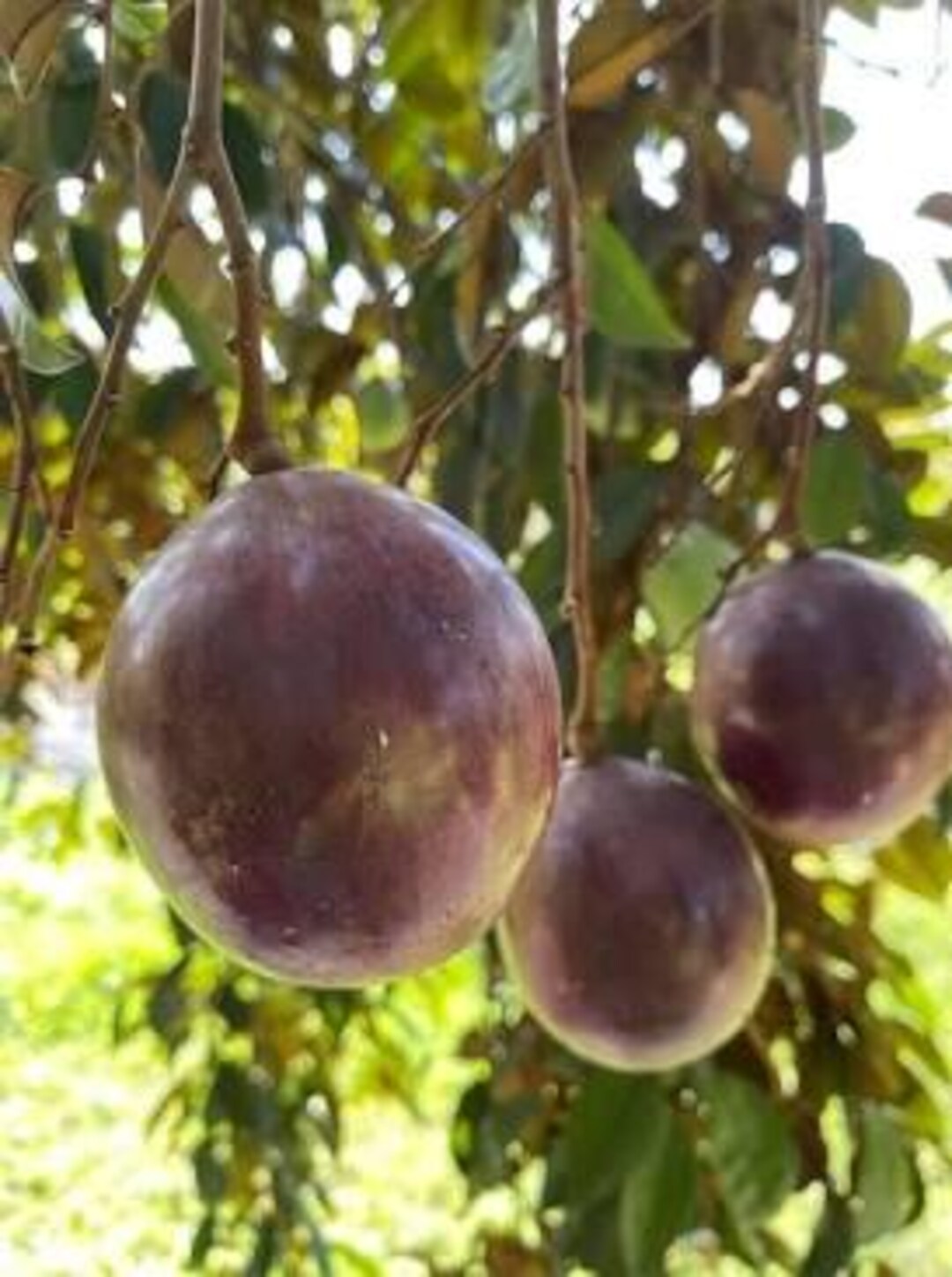 Free Shipping - Grafted Purple Caimito Plant 3 to 4 Ft Tall Ship in 3 ...