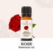 Rose Essential Oil | 100% Pure, Natural, & Undiluted | Therapeutic ...