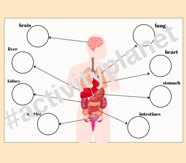 Human Anatomy Activity Unit, Printable Human Body Organ Matching ...