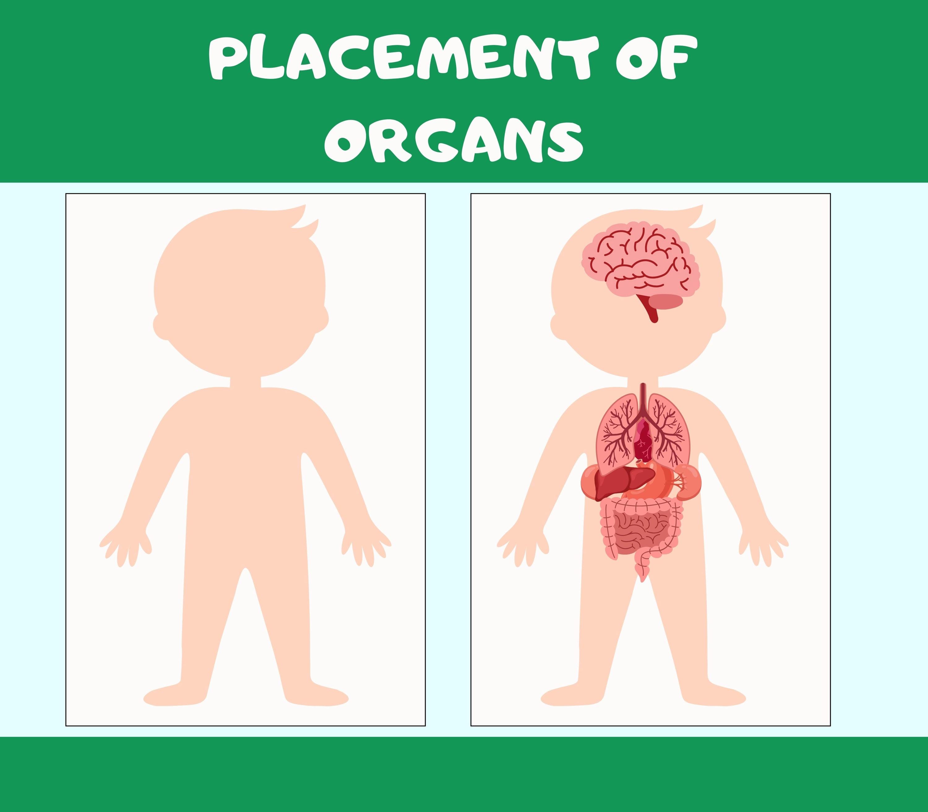 Human Anatomy Activity Unit, Printable Human Body Organ Matching ...