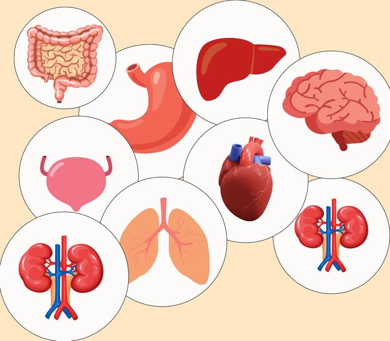 Human Anatomy Activity Unit, Printable Human Body Organ Matching ...