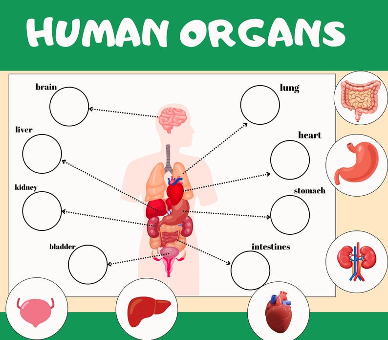 Human Anatomy Activity Unit, Printable Human Body Organ Matching ...