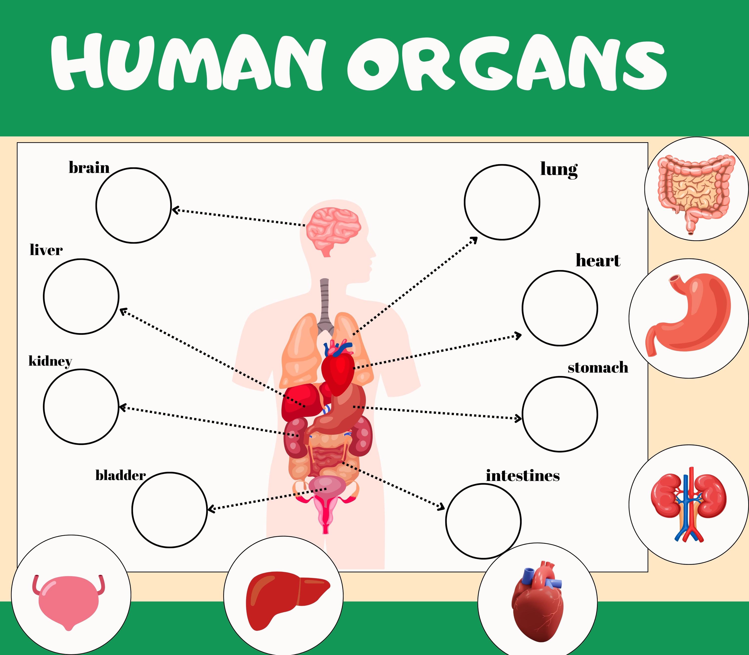 Human Anatomy Activity Unit, Printable Human Body Organ Matching ...