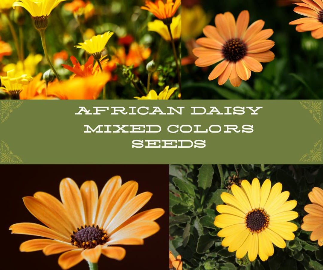 African Daisy Mixed Seeds – Vibrant, Non-gmo Flowers for a Colorful ...