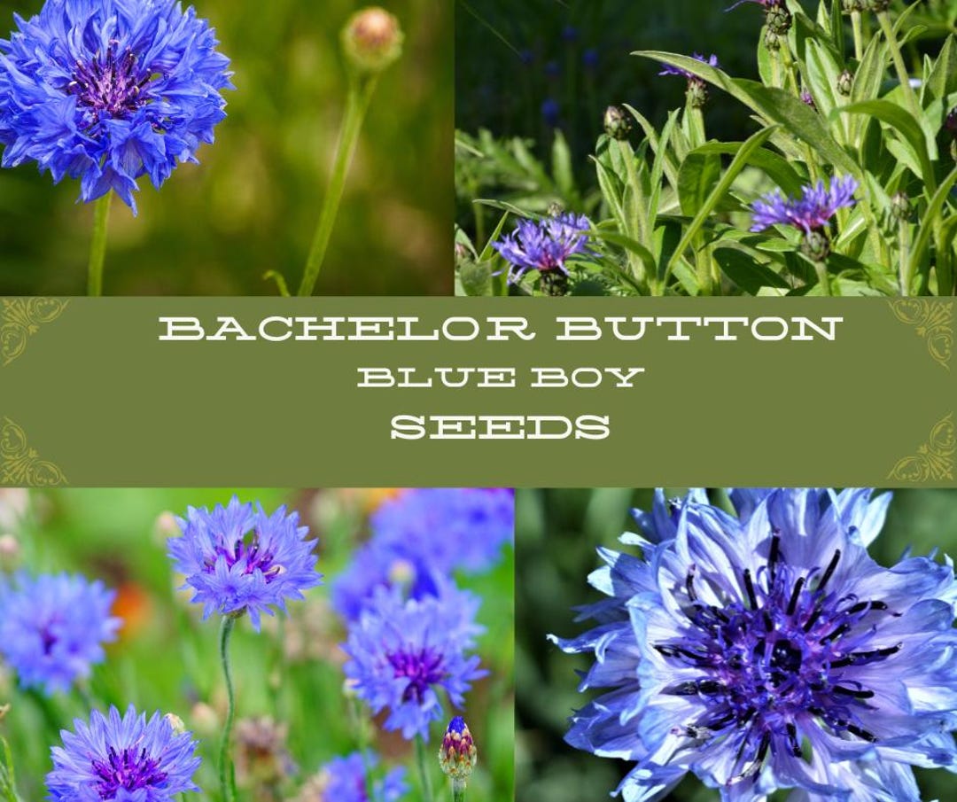 Bachelor Button Blue Boy Seeds – Vibrant, Non-gmo Flowers for Your ...