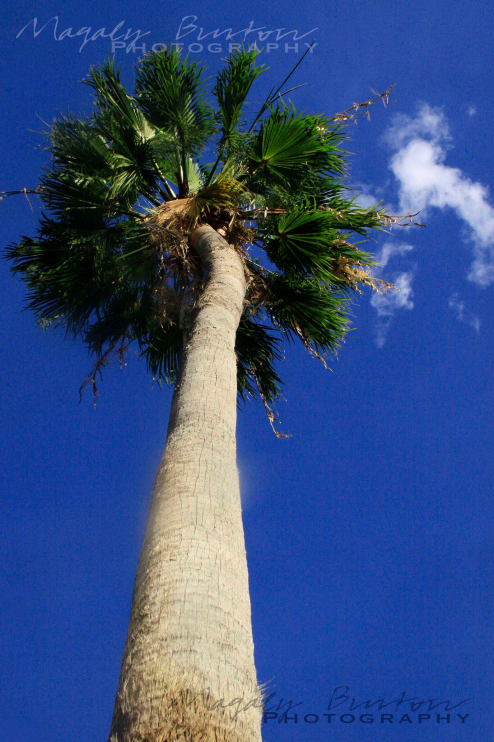 Palm Tree Photograph Tropical Wall Art Decor Palm Leaves | Etsy