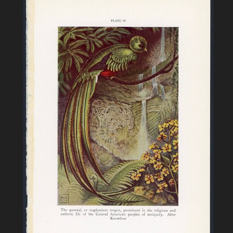 Quetzal - Etsy