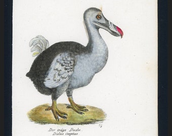 C. 1893 DODO BIRD Lithograph • Original Antique Print • Dronte Print ...