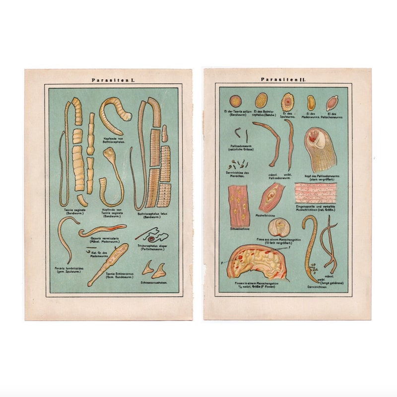 Parasitology Print - Etsy