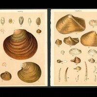 1886 Antique Shells Litho Incl. Wedge Shell (donax Trunculus) - Old ...