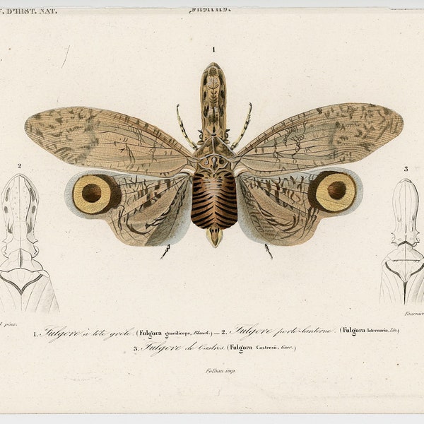 Antique Insect Print - Etsy
