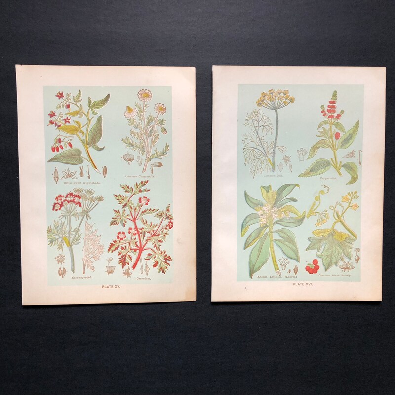 Original Botanical - Etsy