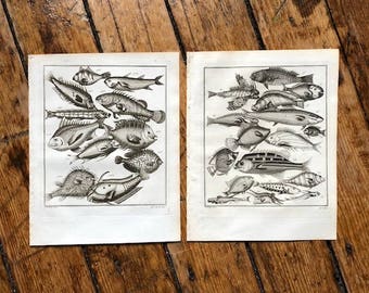 Unusual fish art | Etsy