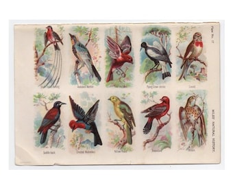 Antique bird prints | Etsy