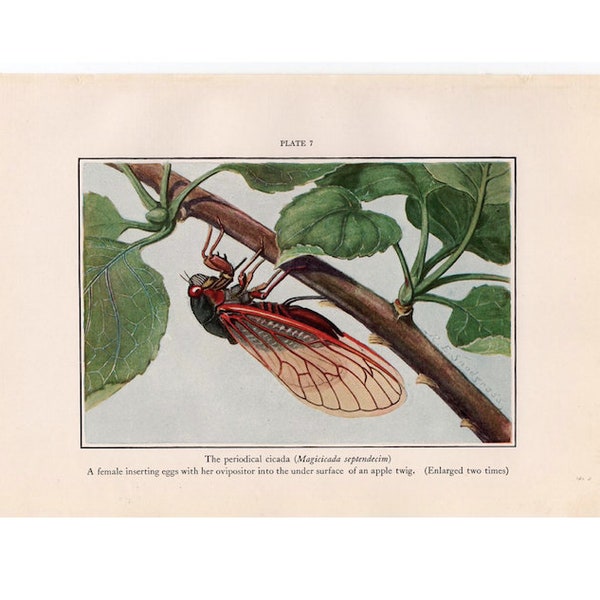 Vintage Entomology Print - Etsy