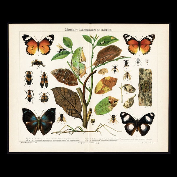 Entomology Print - Etsy