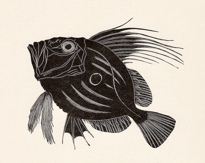 C. 1920's JOHN DORY Lithograph • Original Antique Print • Fishing Print ...