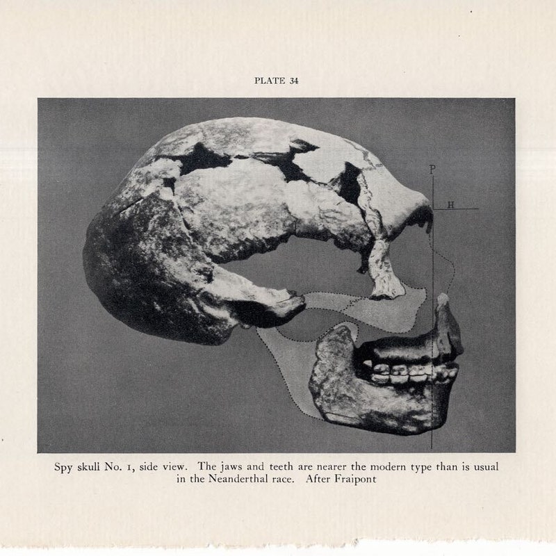 Animal Skull Lithograph - Etsy