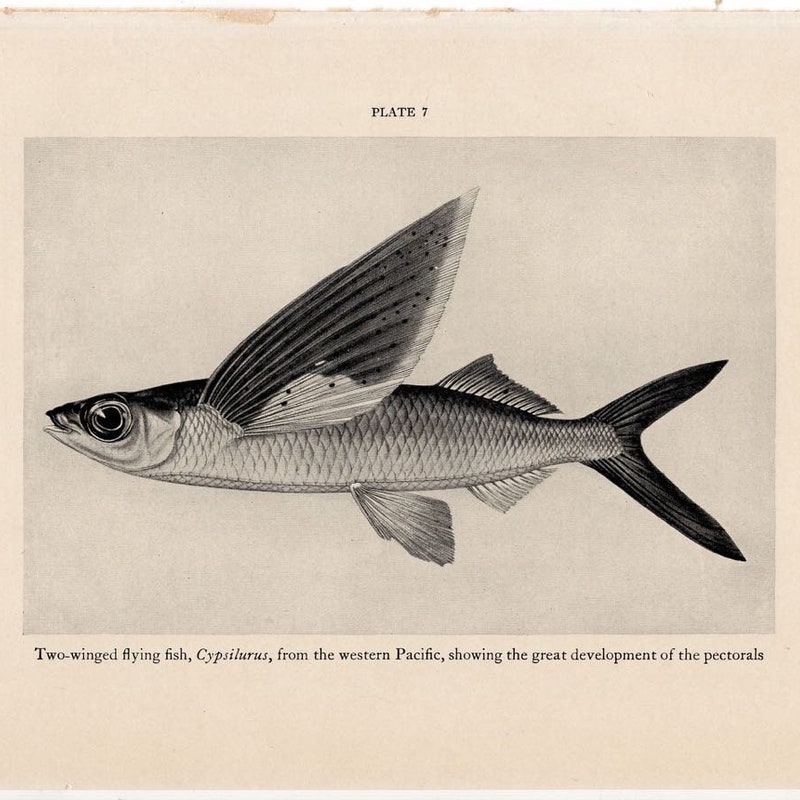 Flying Fish Print - Etsy
