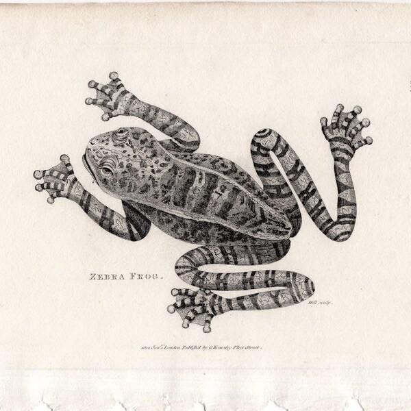 Antique Frog Print - Etsy