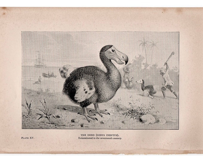 C. 1893 DODO BIRD Lithograph • Original Antique Print • Dronte Print ...
