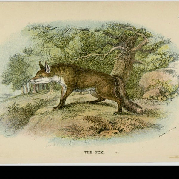 Original Fox Print - Etsy